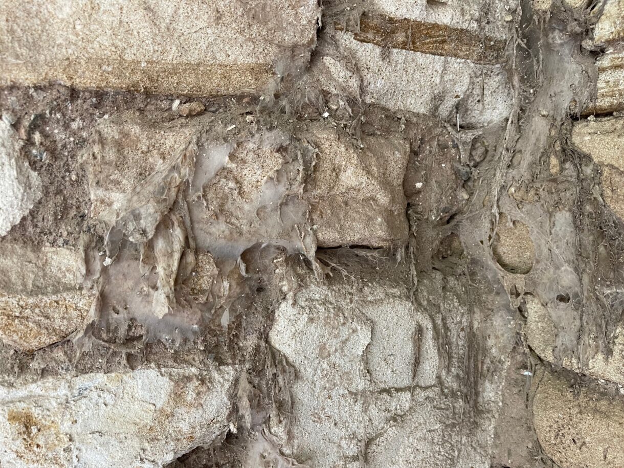 Ideal Dry Rot Conditions? - The Preservation Company