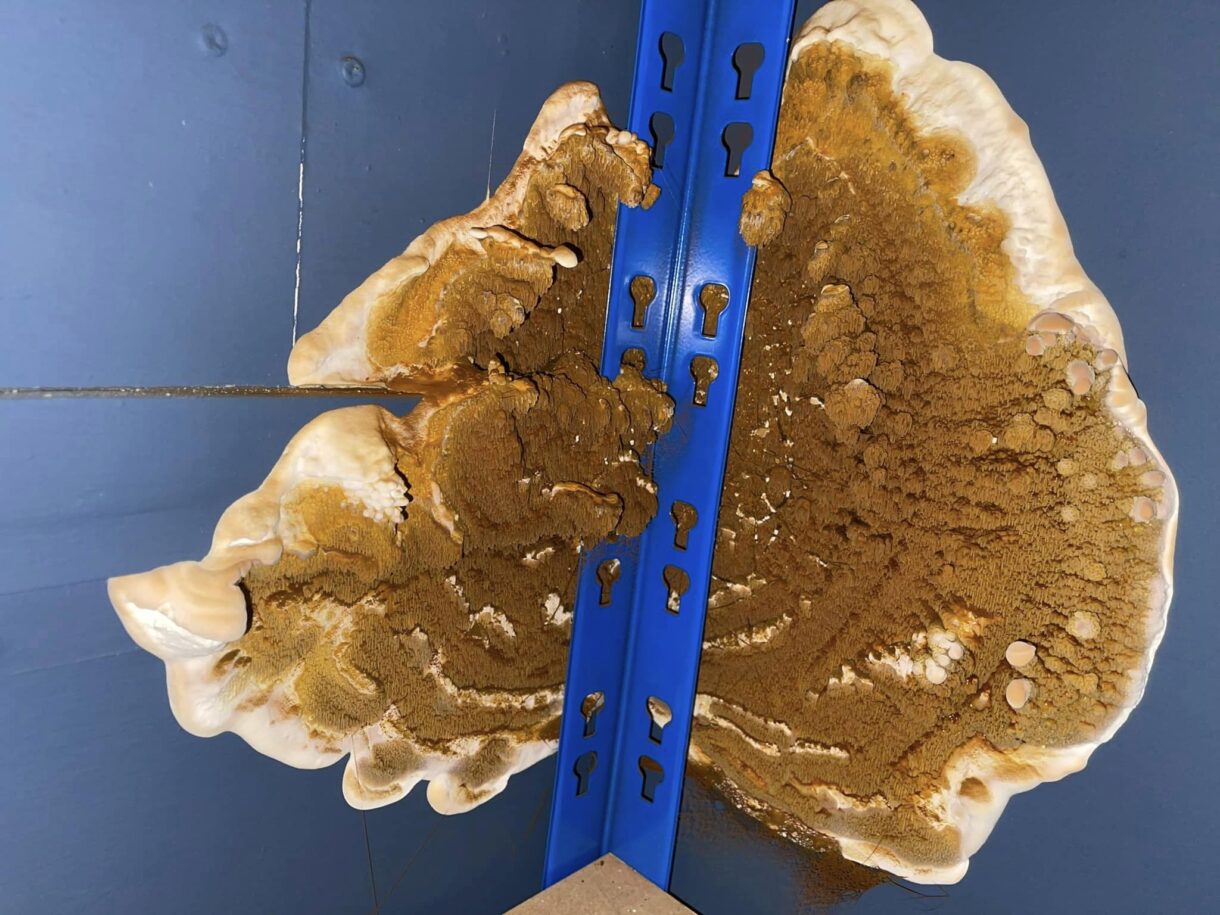 Ideal Dry Rot Conditions? - The Preservation Company