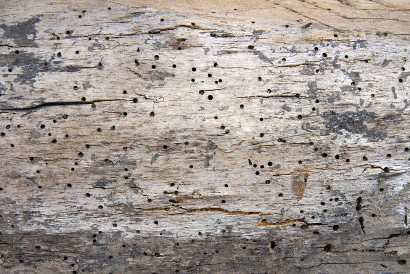 Woodworm guide: The key signs of woodworm beetle and larvae