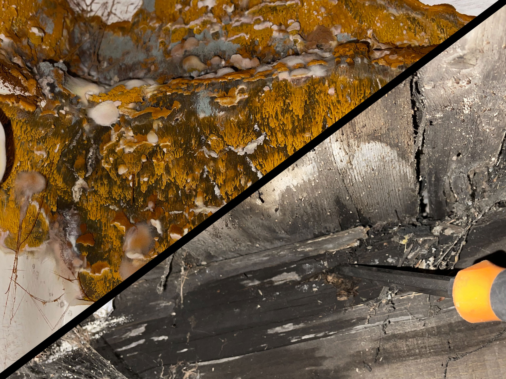 Identify and treat Dry Rot and Wet Rot: A homeowner’s guide - The ...